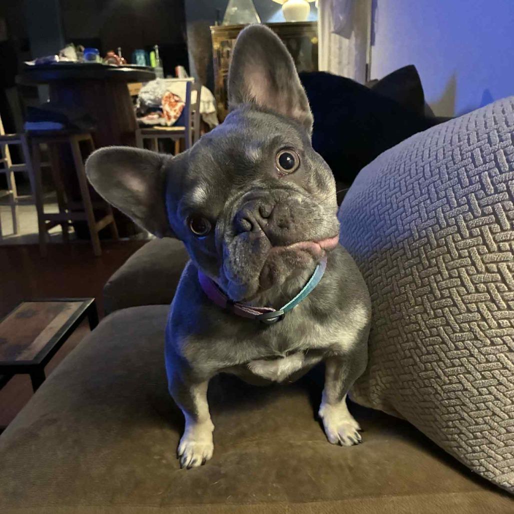 Dog for adoption - Darla MA, a French Bulldog in Nashville, TN | Petfinder