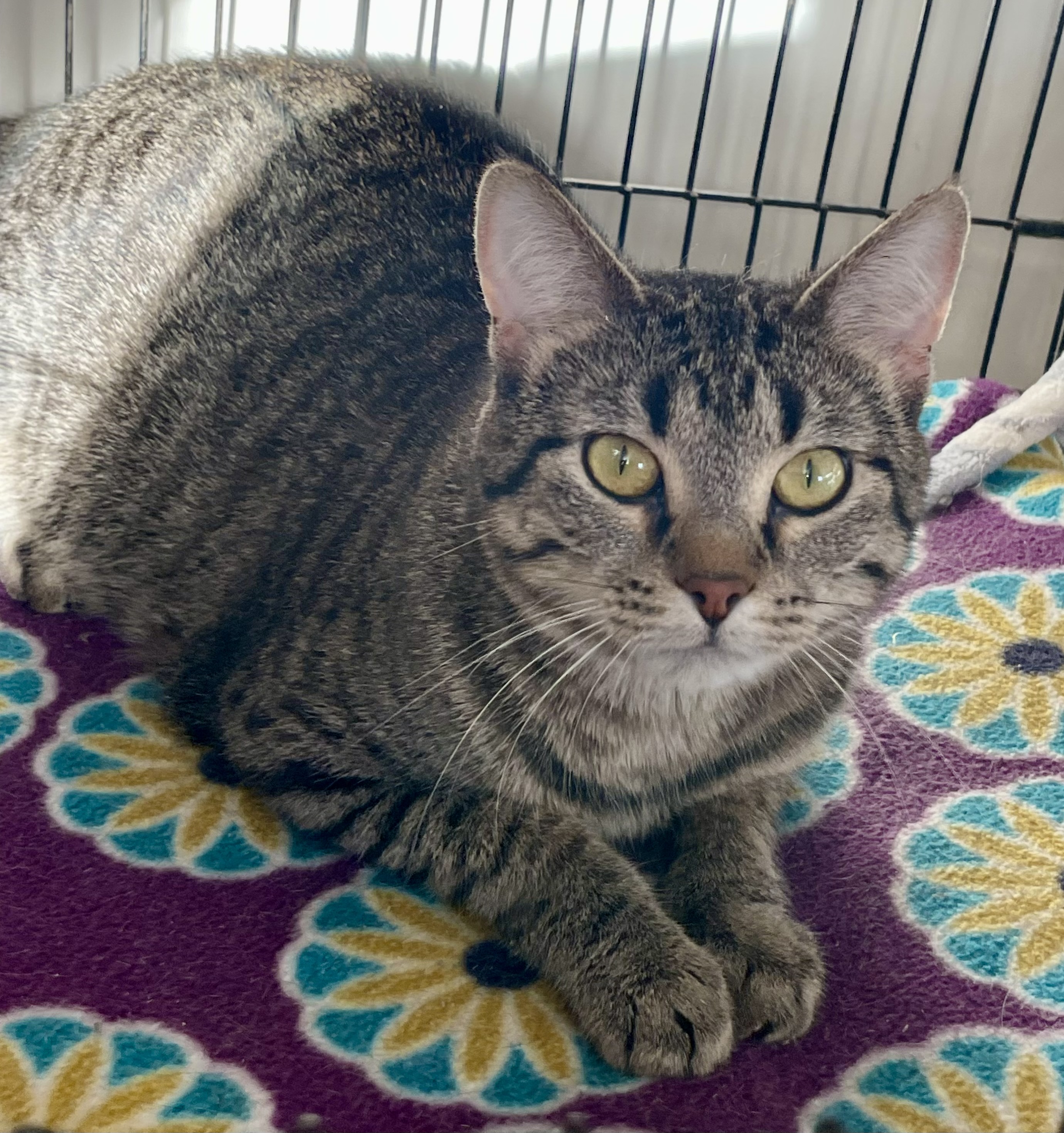Available Cats - The A.R.K - Animal Recycling Kennel