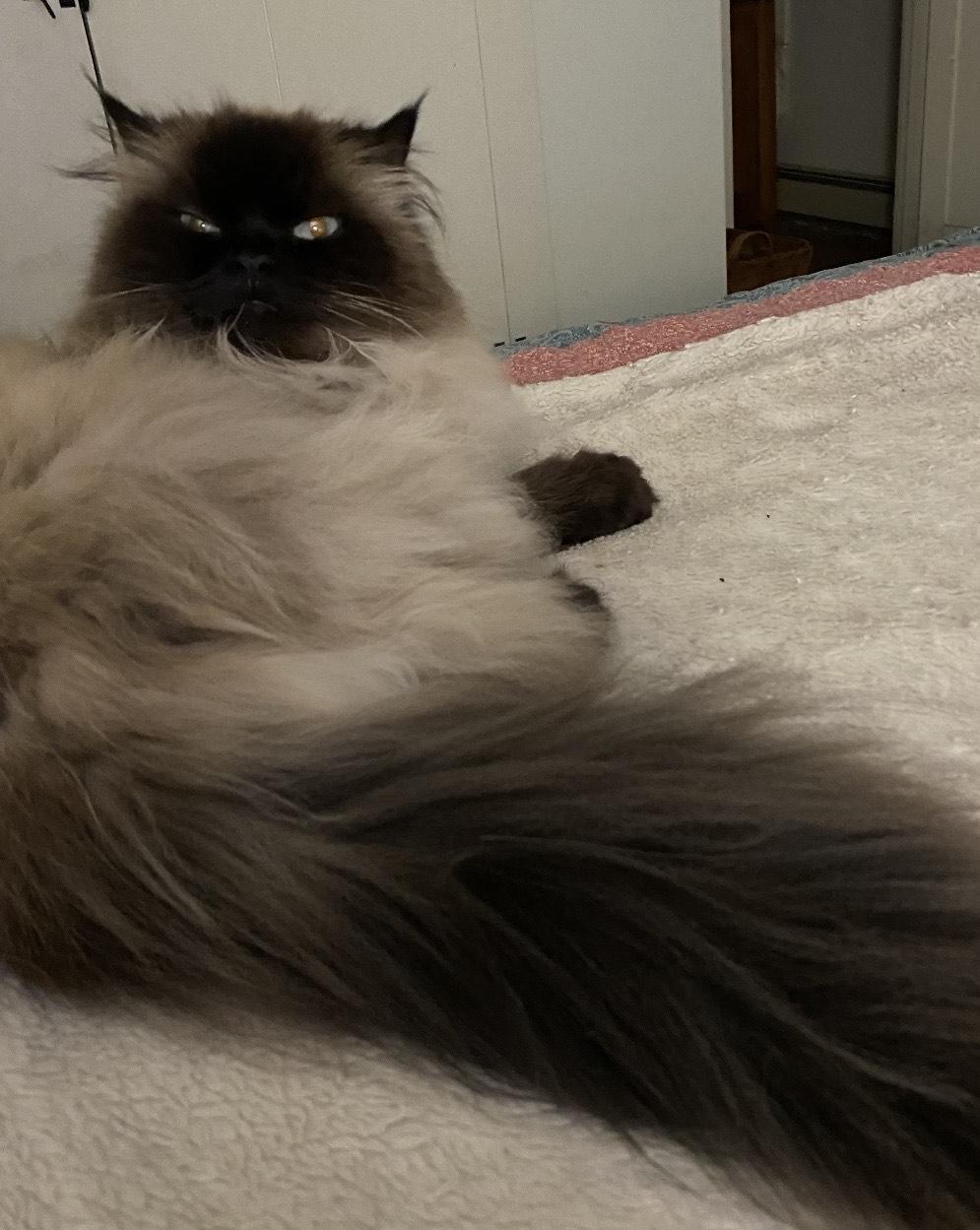 Cat for adoption - Ashis and Cindis/Courtesy Post, a Himalayan in ...