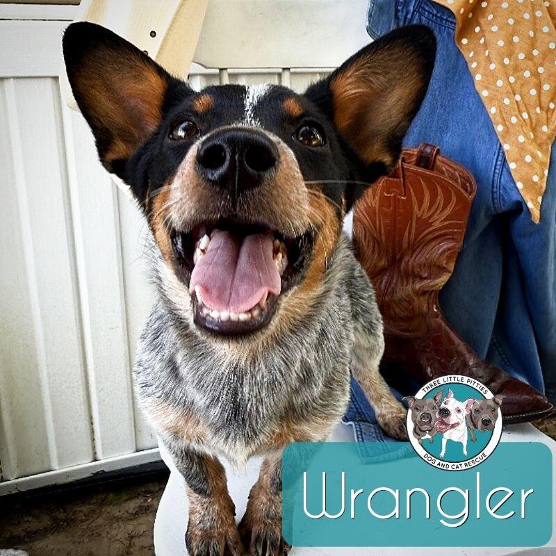 Dog for adoption - Wrangler Cowboy Olsen, a Corgi & Australian Shepherd ...