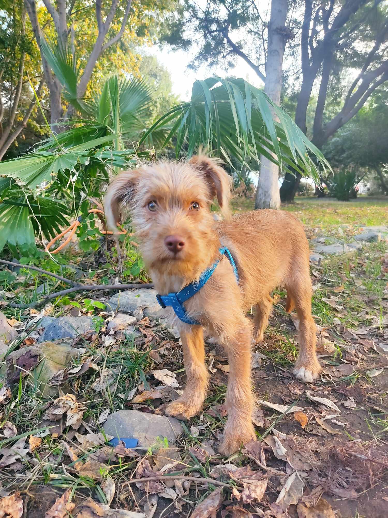 Dog for adoption - Fred, a Lakeland Terrier Mix in Tijuana, BCN | Petfinder
