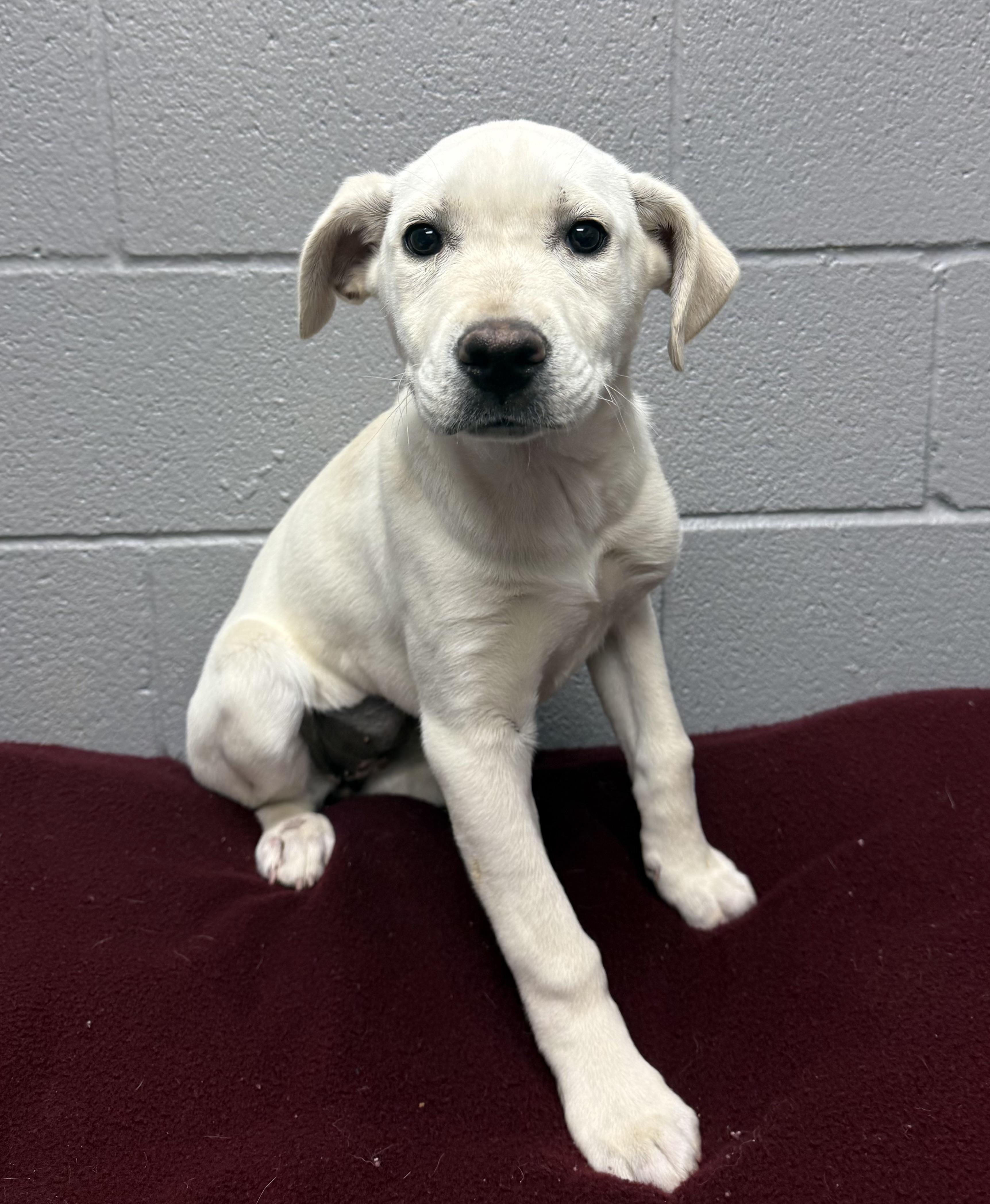 Dog for adoption - Doris, a Yellow Labrador Retriever in Denver, CO ...