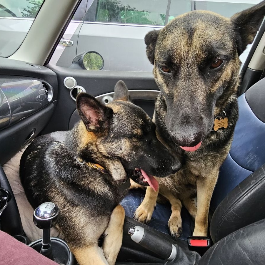 Dog for adoption - !! Rowsy & Hera- URGENT!! Need FOSTER or ADOPTER!, a ...