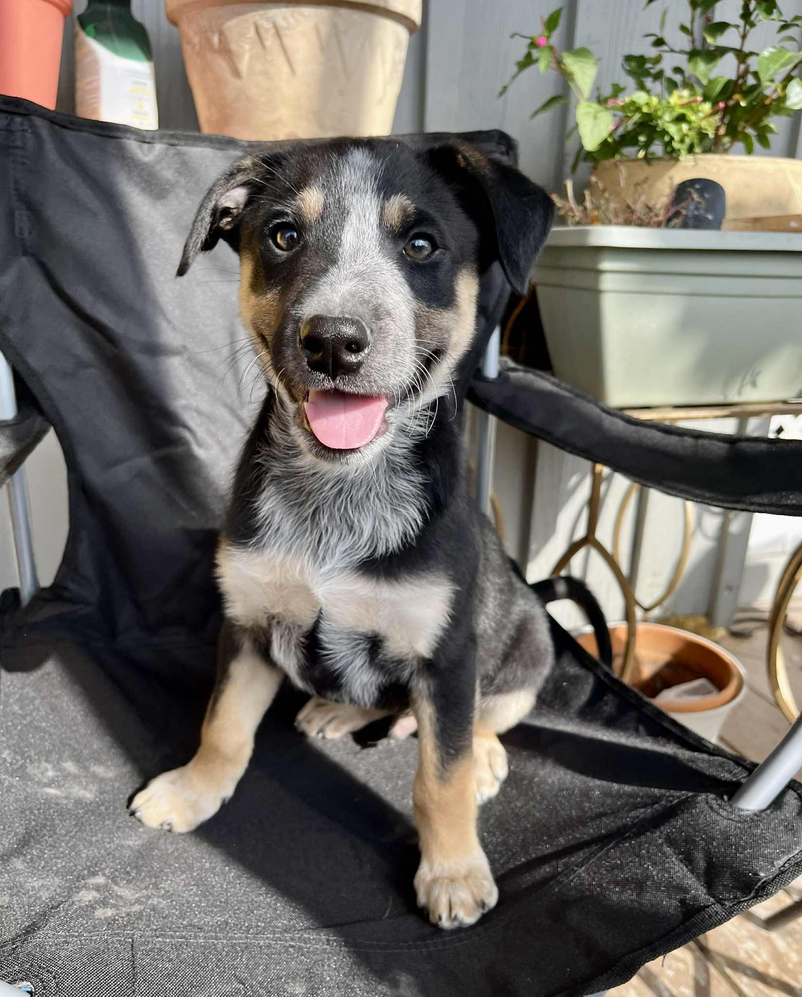 Dog for adoption - Shadow, an Australian Cattle Dog / Blue Heeler Mix in Albany, NY | Petfinder