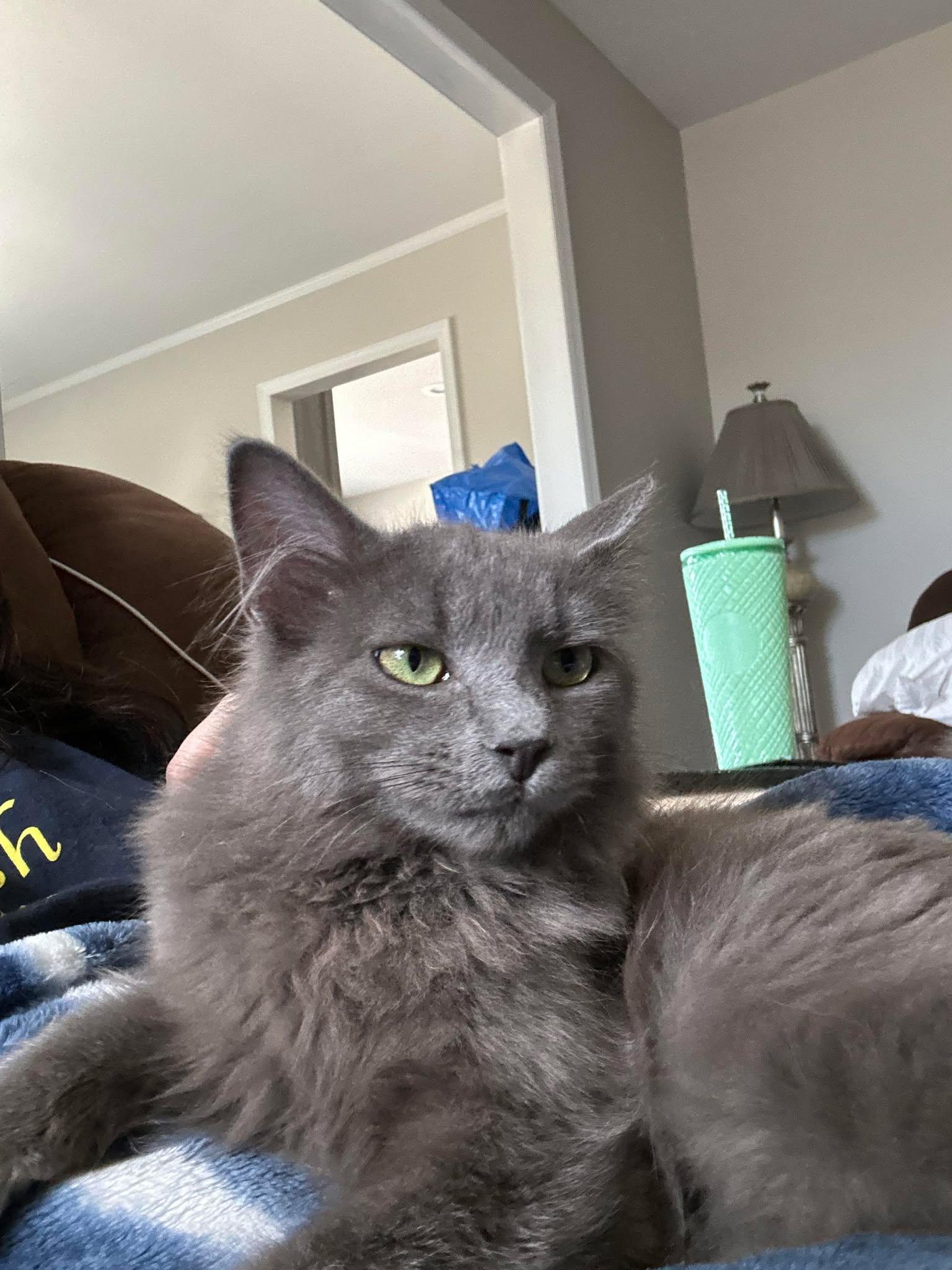 Cat for adoption - Moira, a Domestic Long Hair in Wading River, NY ...