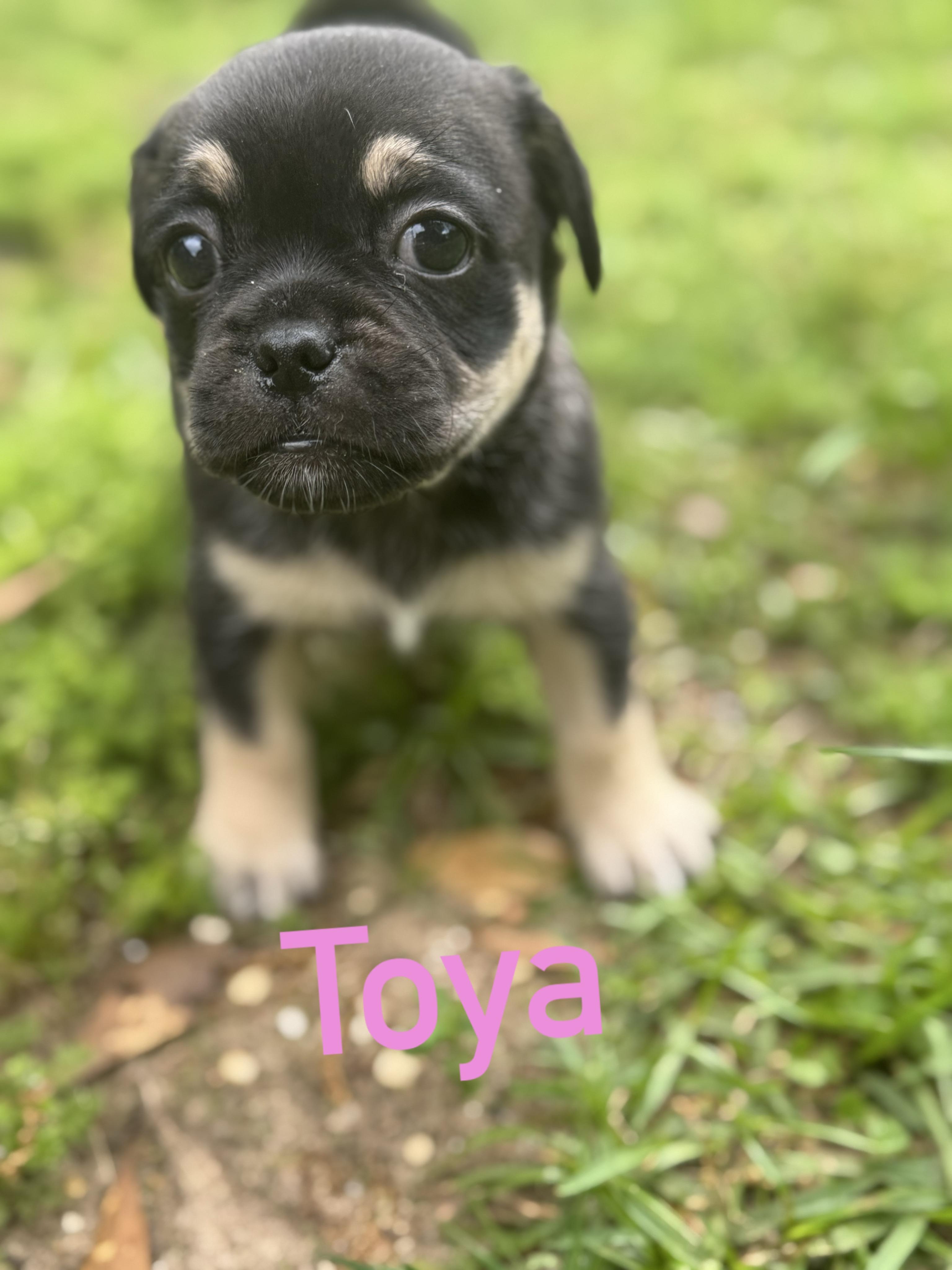 Dog for adoption - Toya, a Pug & Maltese Mix in South Amboy, NJ | Petfinder