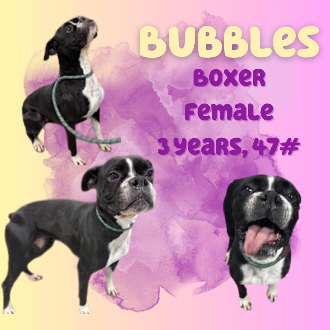 Dog for adoption - Bubbles, a Boxer in Bardstown, KY | Petfinder