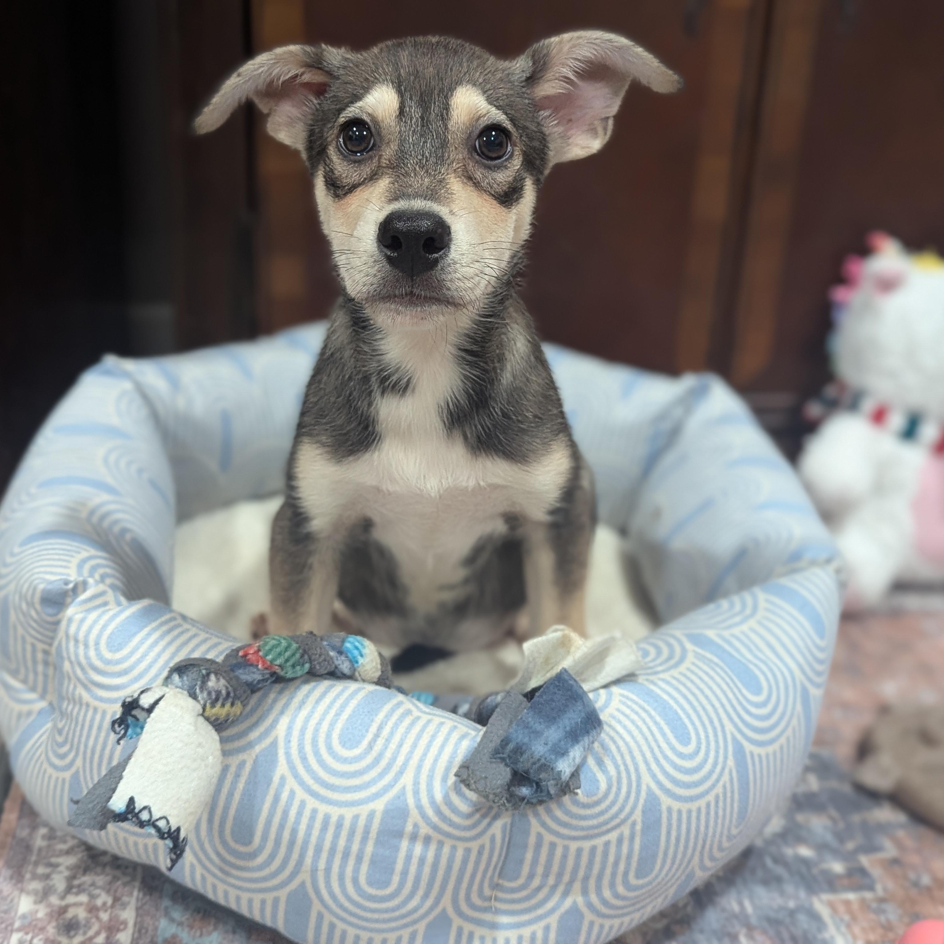 Dog for adoption - Pippa, a Border Terrier & Staffordshire Bull Terrier ...