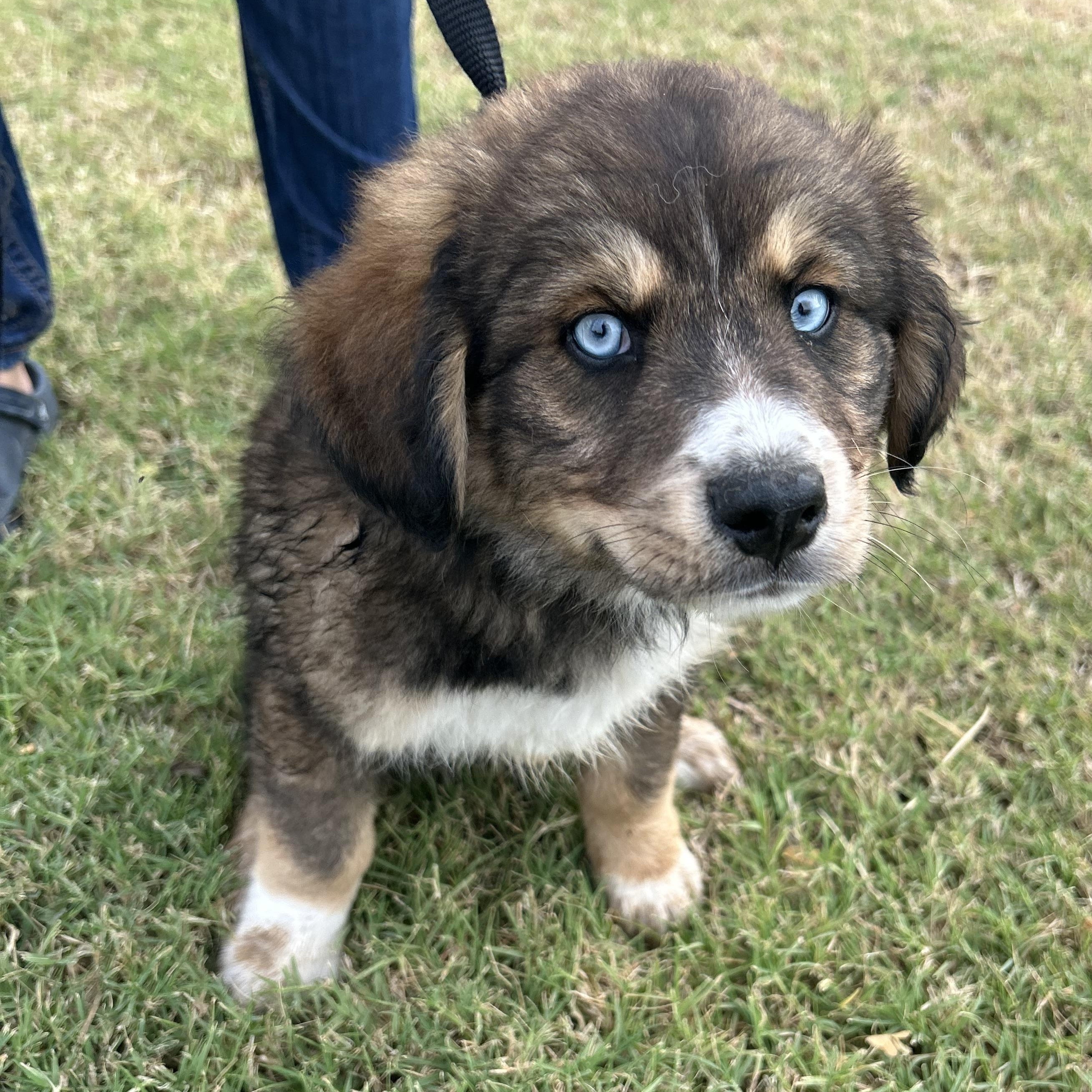 Dog for adoption - Kyle, a Shepherd Mix in Philadelphia, PA | Petfinder