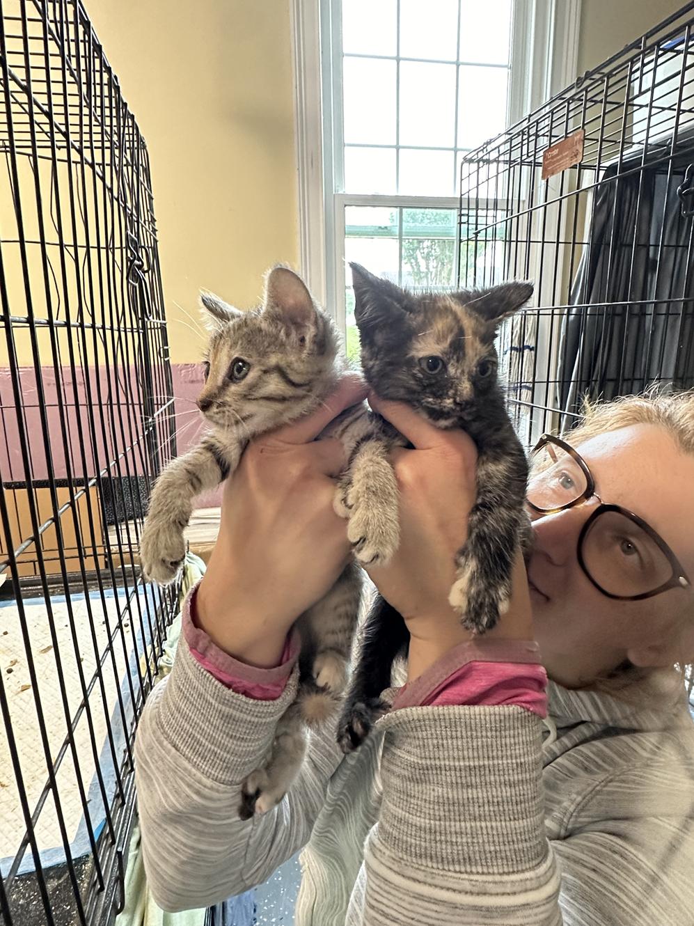 Cat for adoption - RUBICLINE & CITRINE, a Domestic Short Hair in Bangor ...