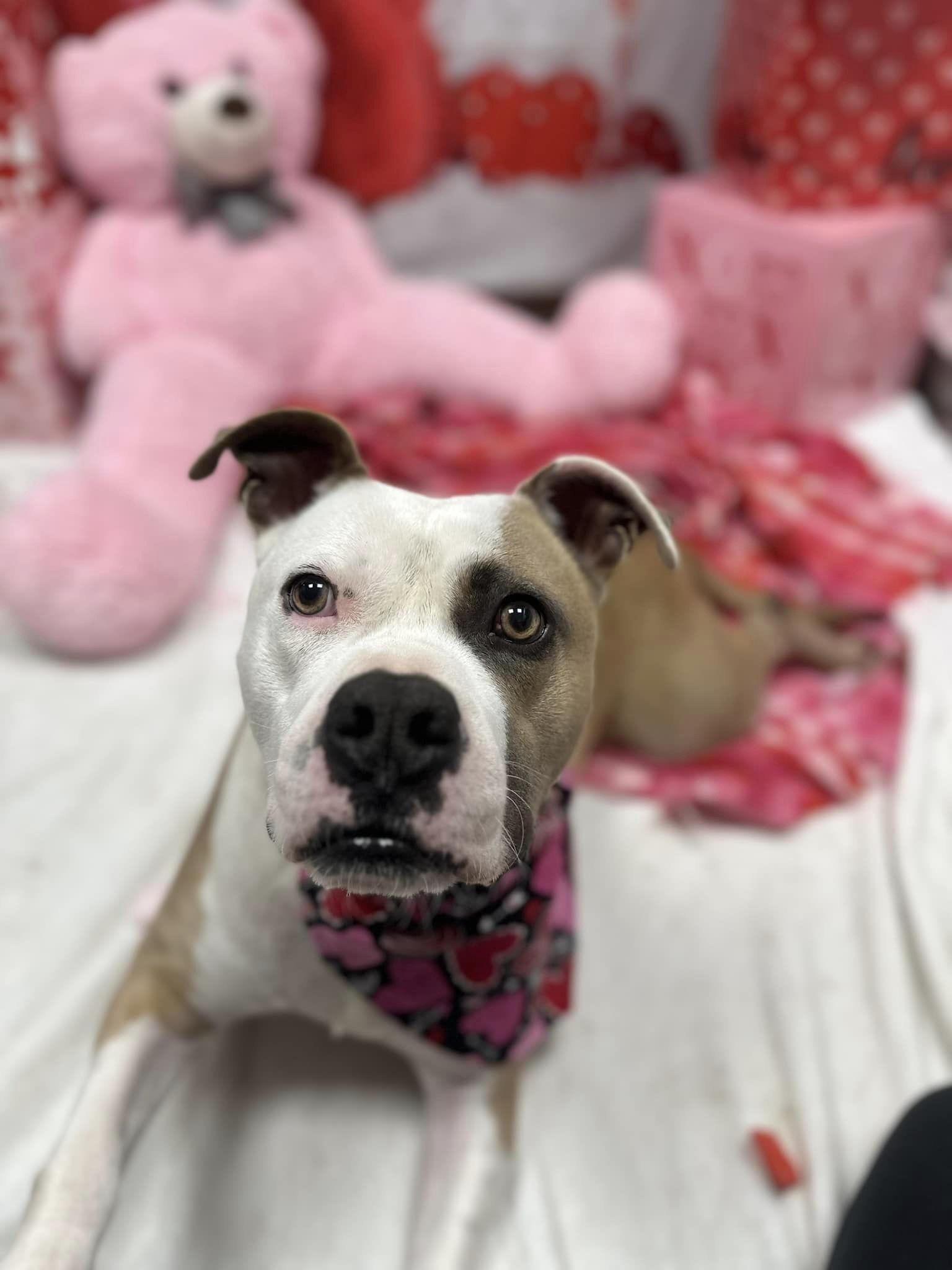 Dog for adoption - Hooch, an American Staffordshire Terrier & Boxer Mix ...