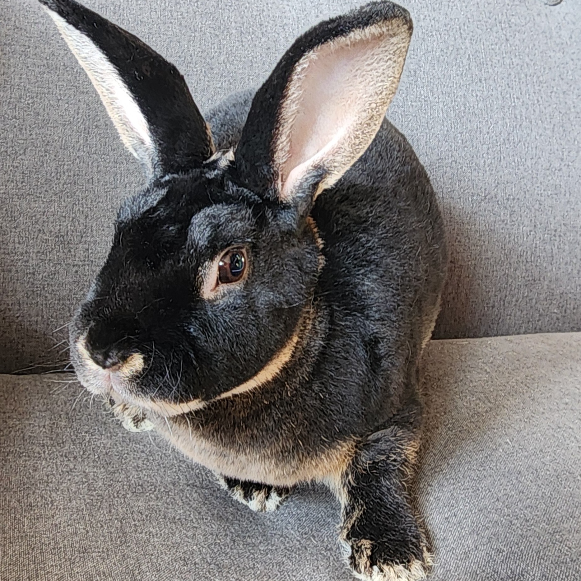Rabbit for adoption - Robert Hoppenheimer, a Rex & Silver Marten Mix in ...