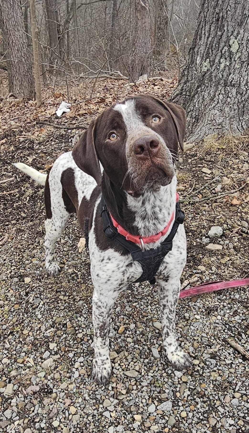 Dog for adoption - Huckleberry, a Pointer Mix in New Castle, PA | Petfinder