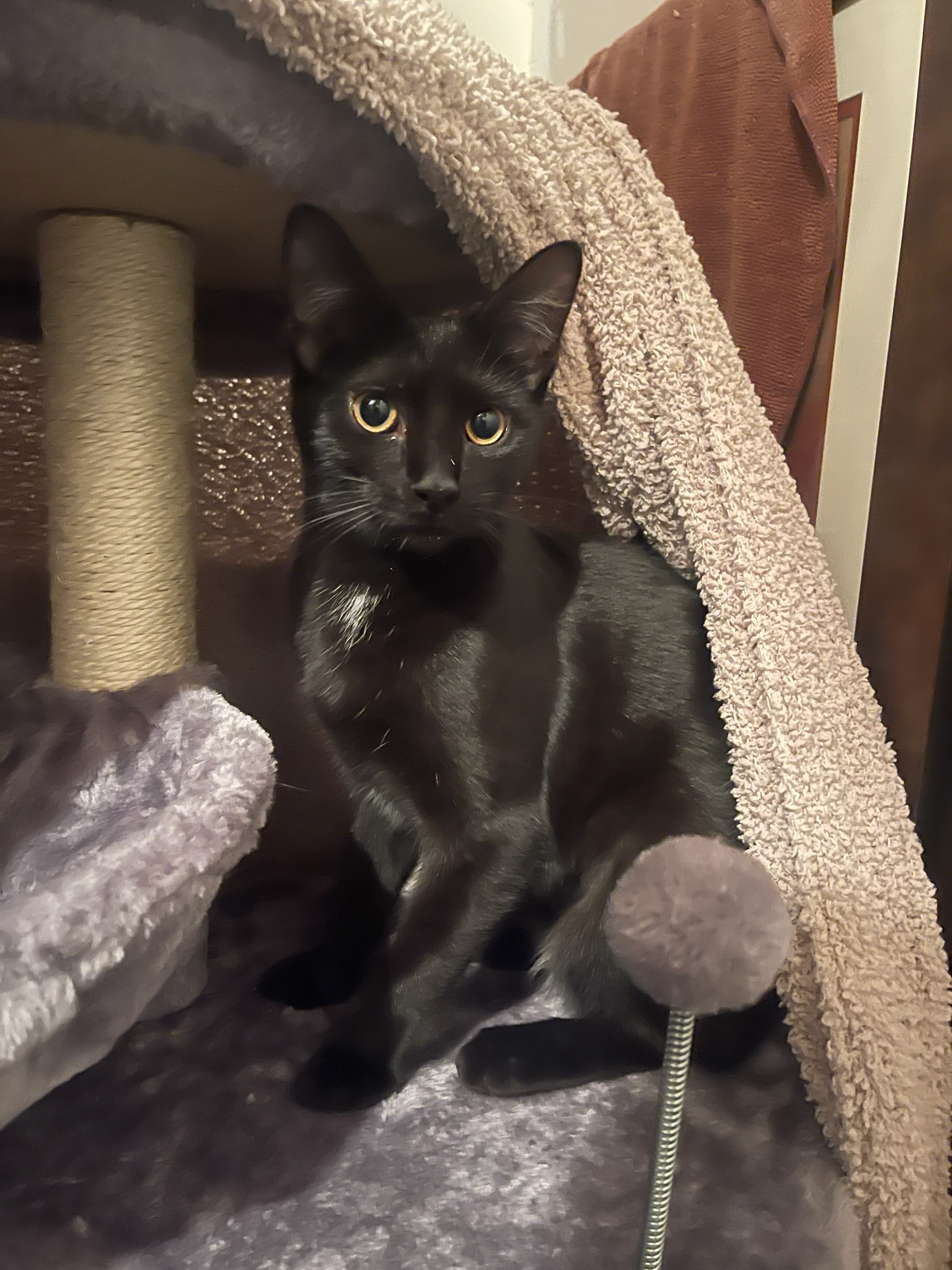 Cat for adoption - Maria. Super sweet, a Domestic Short Hair & Tabby ...