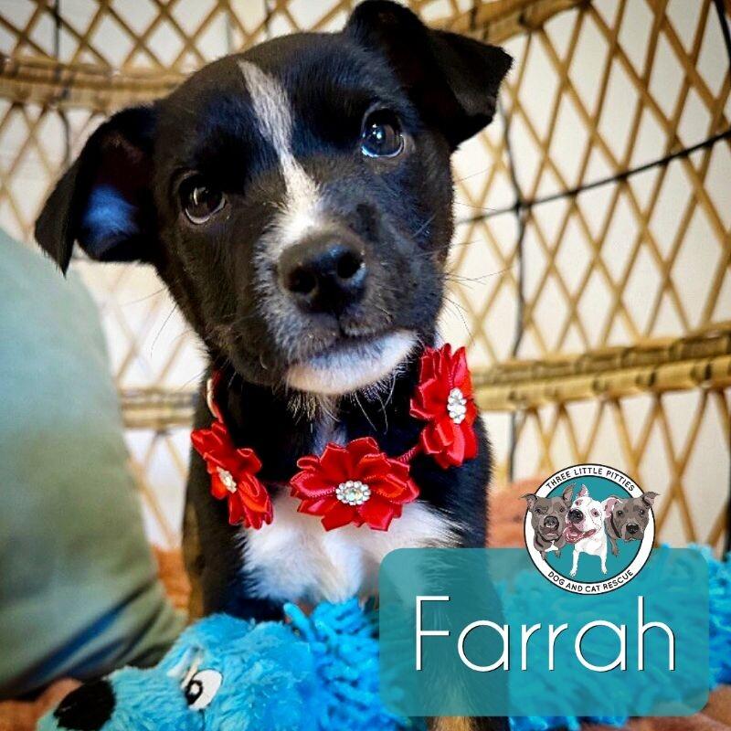 Dog for adoption - Farrah the Glamour Gal, a Labrador Retriever ...