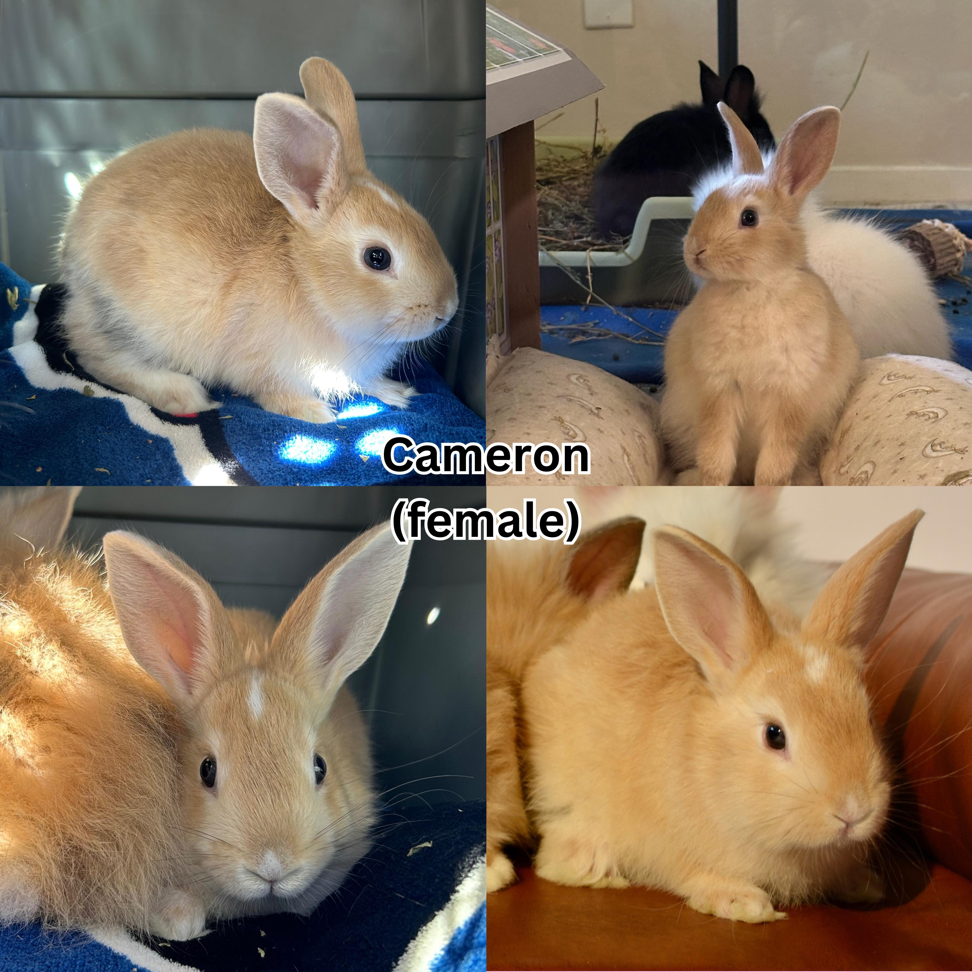 Rabbit for adoption - Cameron, a Lionhead & Dutch Mix in Ripon, CA ...