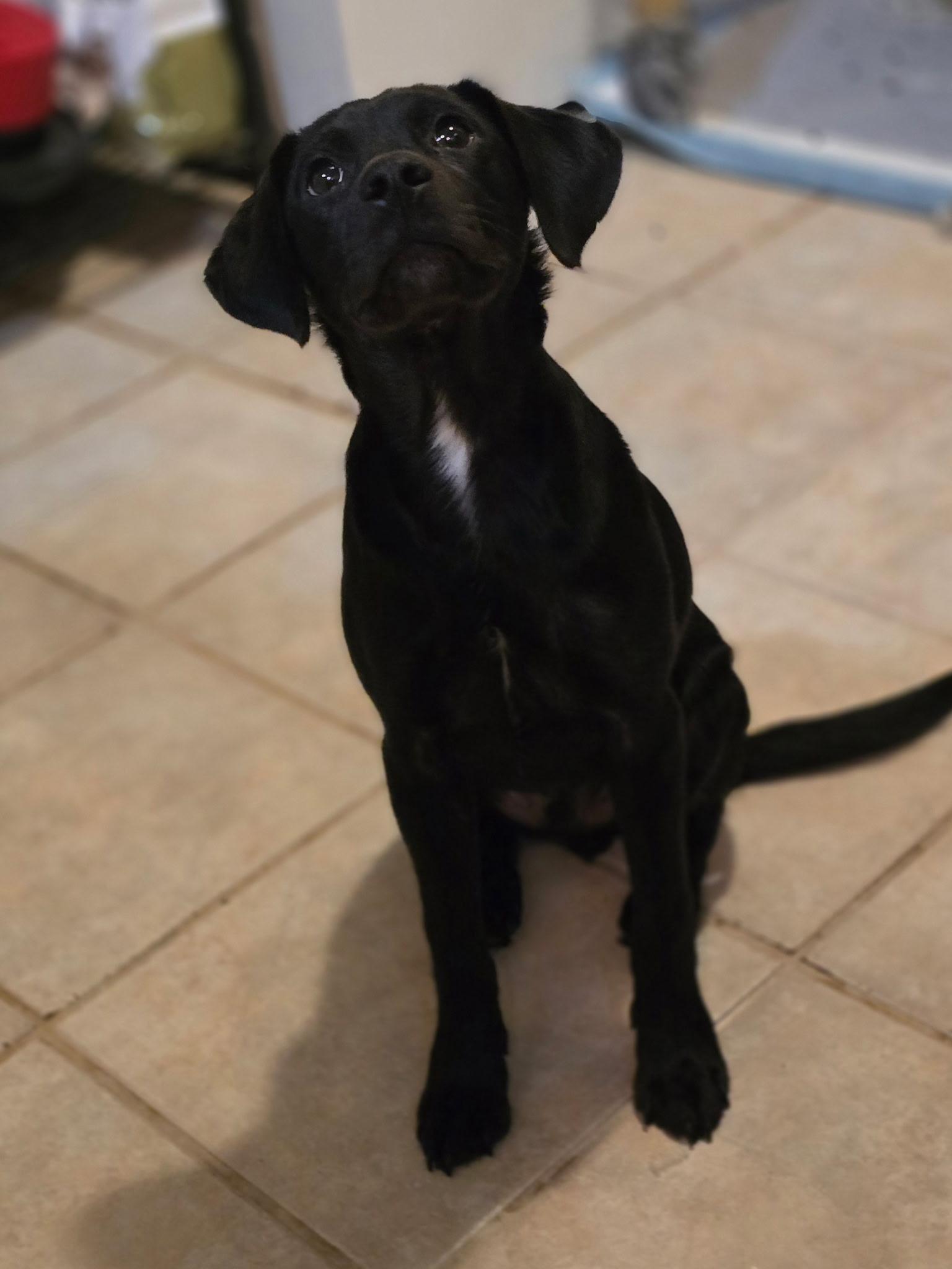 Dog for adoption - Ash - NY, a Black Labrador Retriever Mix in Dix ...