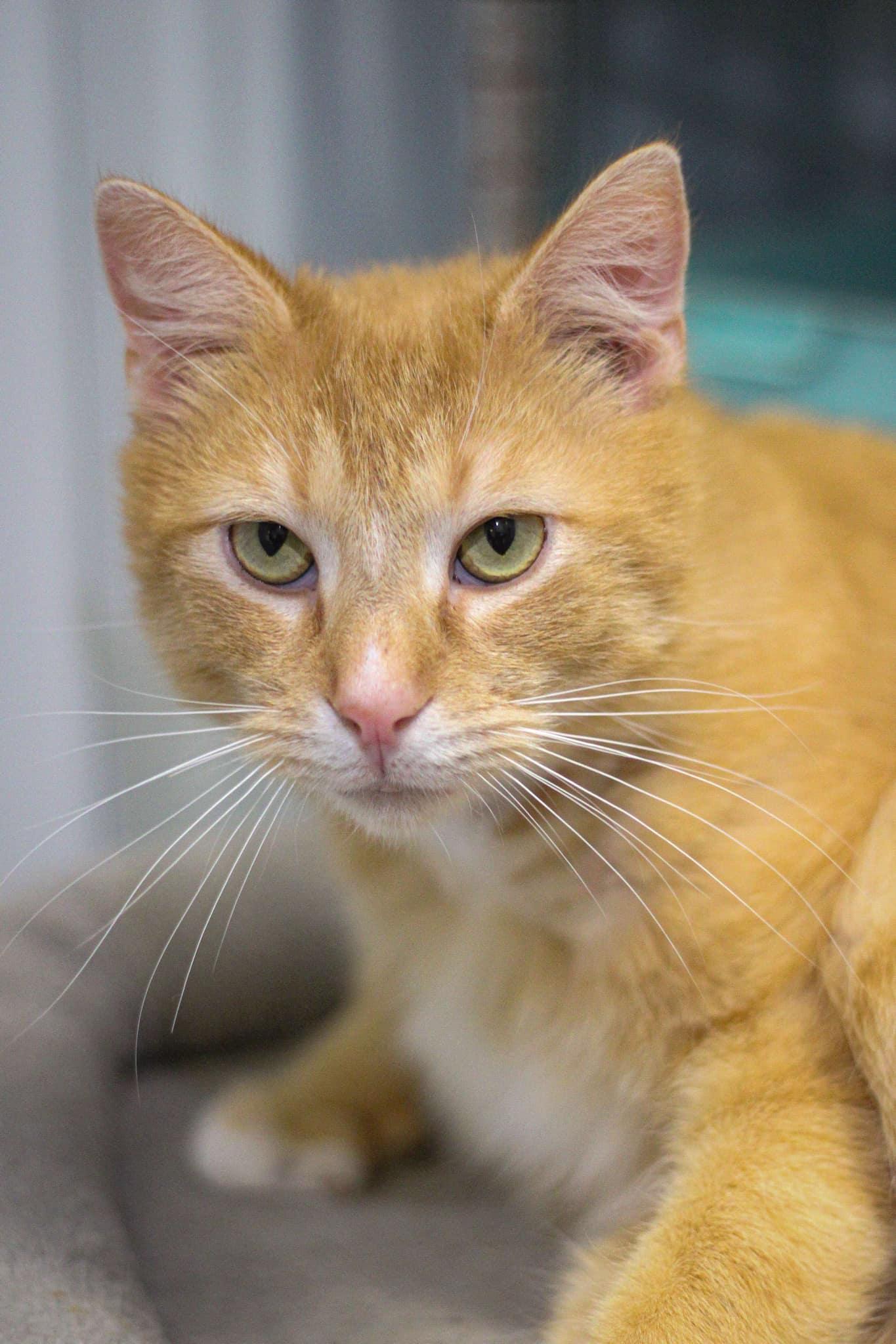 Cat for adoption - Cheetos, a Tabby in Calhoun, KY | Petfinder