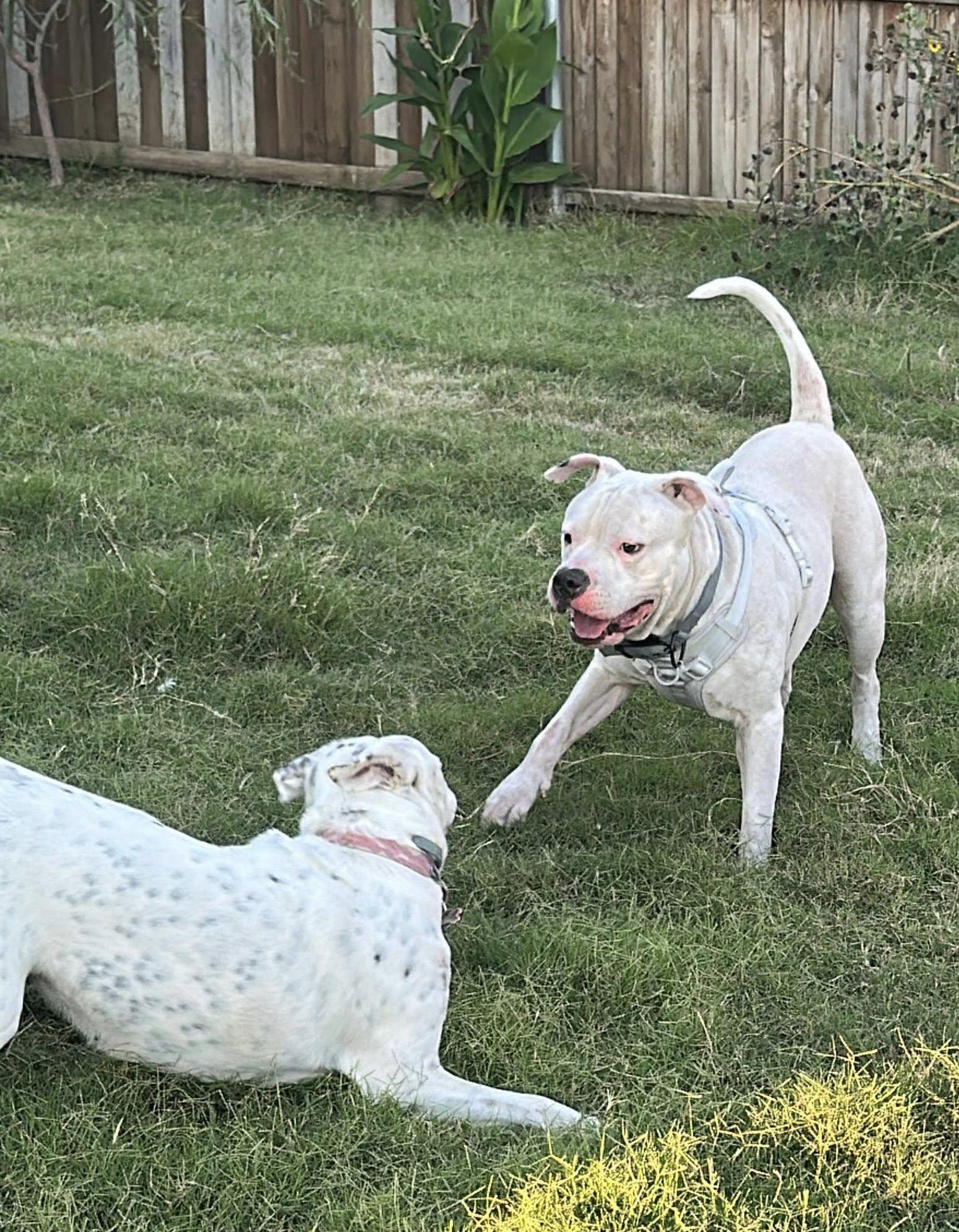 Dog for adoption - Baxter, an American Bulldog Mix in WILLISTON, VT | Petfinder