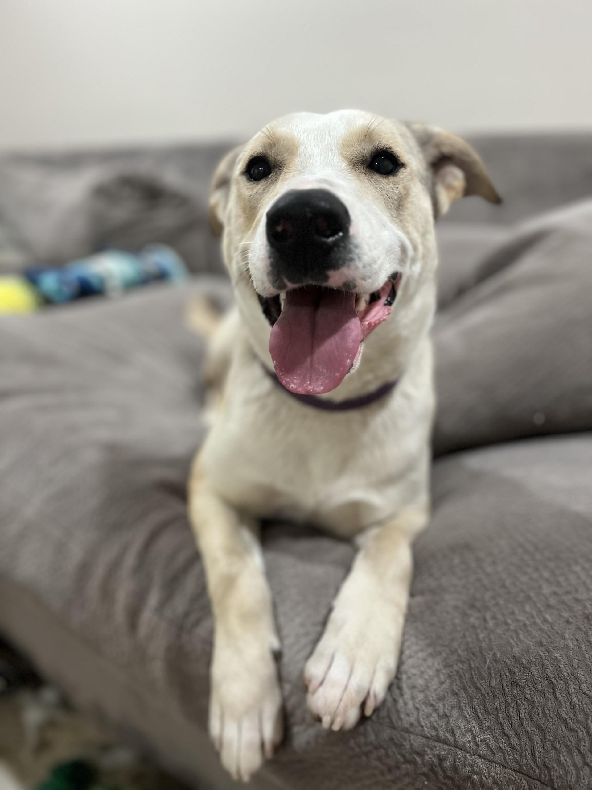 Dog for adoption - Pearl, a Labrador Retriever & Carolina Dog Mix in ...