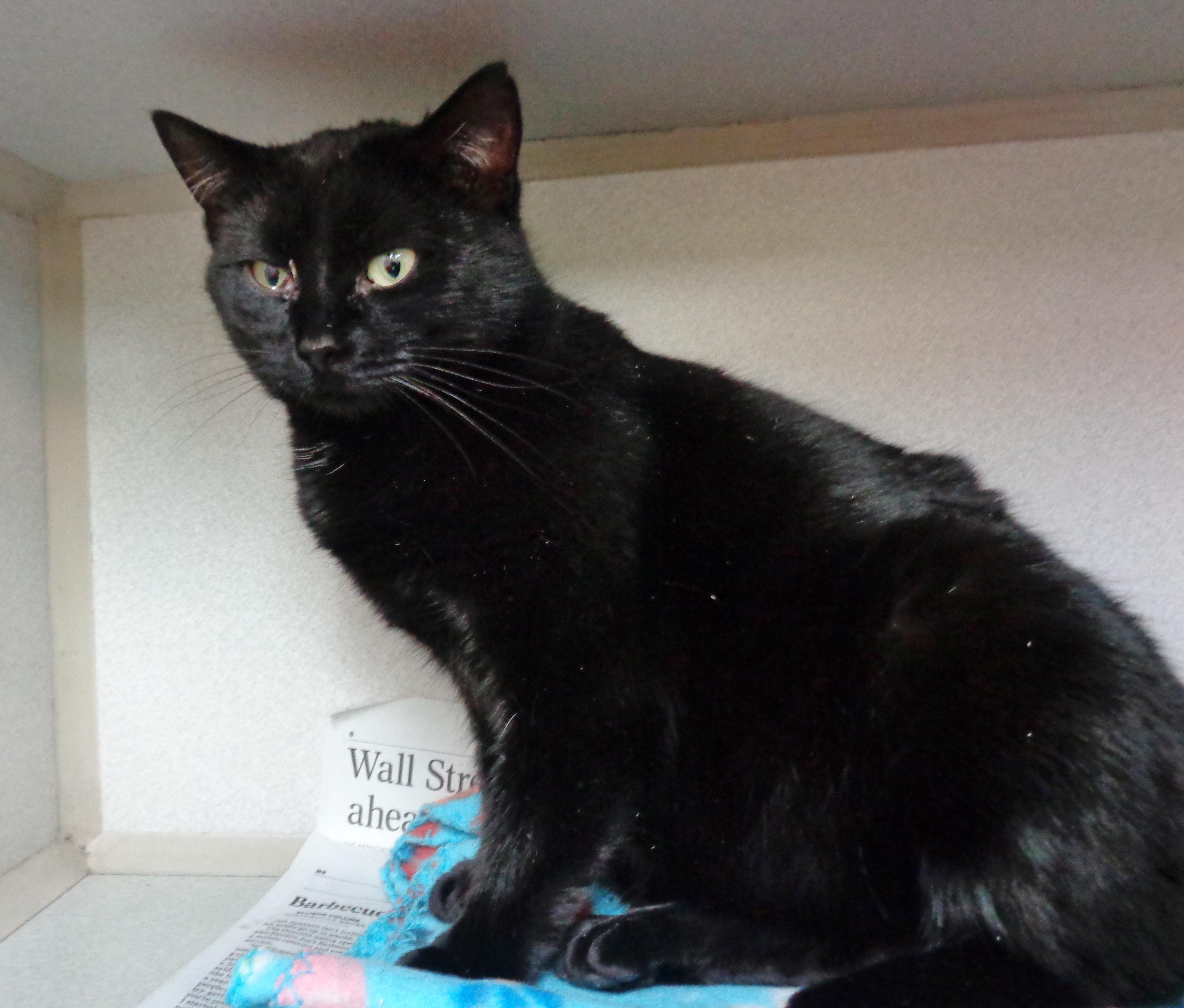 Cat for adoption - RAGWEED - EXTRA TOES, an Extra-Toes Cat / Hemingway ...