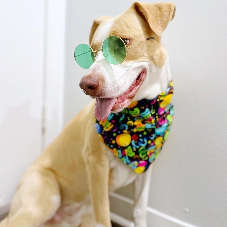 Dog for adoption - Jayce is a true man's best friend for life, a Labrador Retriever & Pit Bull ...