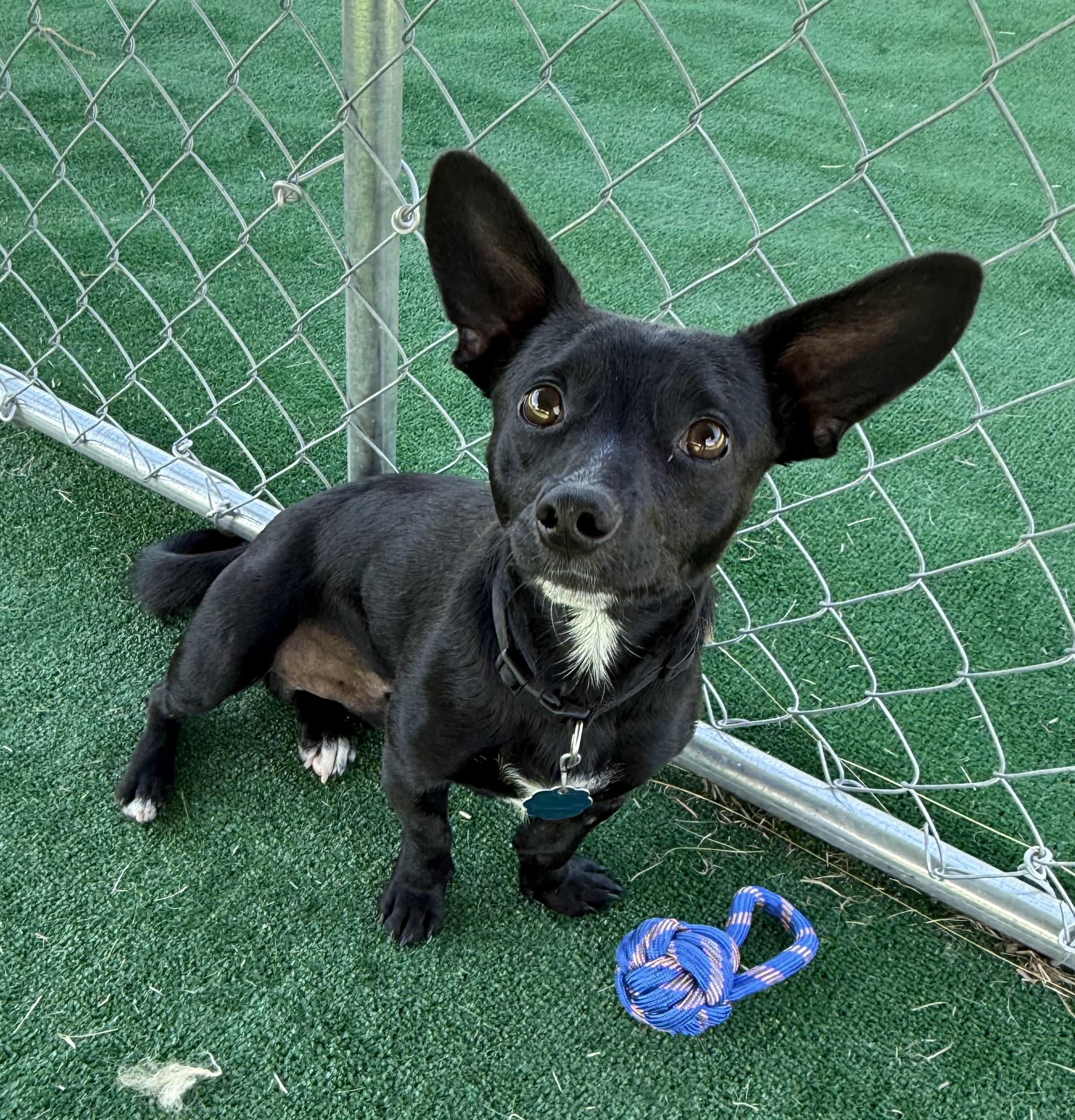 Dog for adoption - Axel, a Chihuahua in Denver, CO | Petfinder