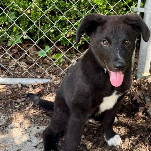 Dog for adoption - Oreo, a Border Collie Mix in Rochester, NY | Petfinder
