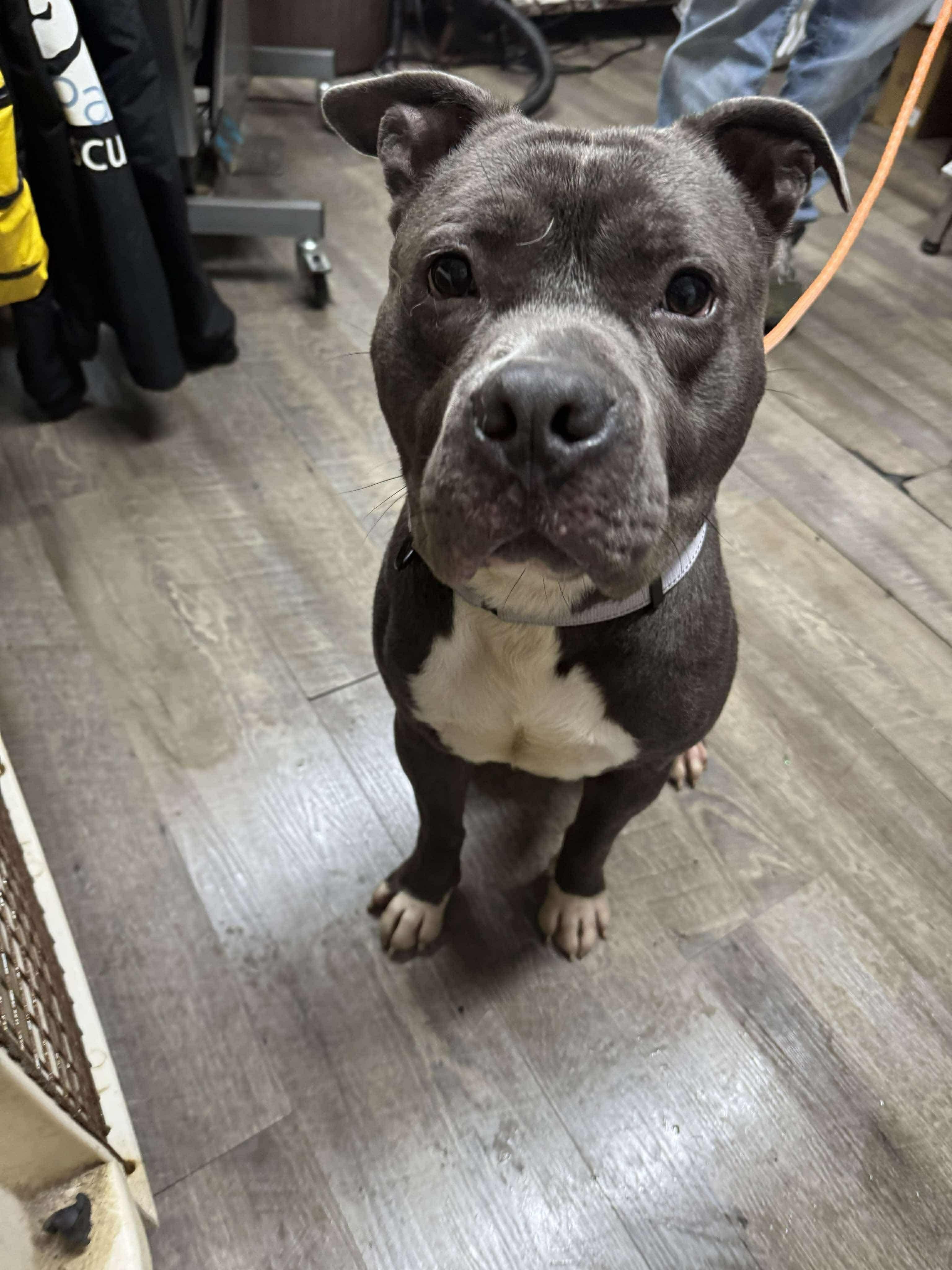 Dog for adoption - Ace, a Pit Bull Terrier Mix in Jackson , NJ | Petfinder