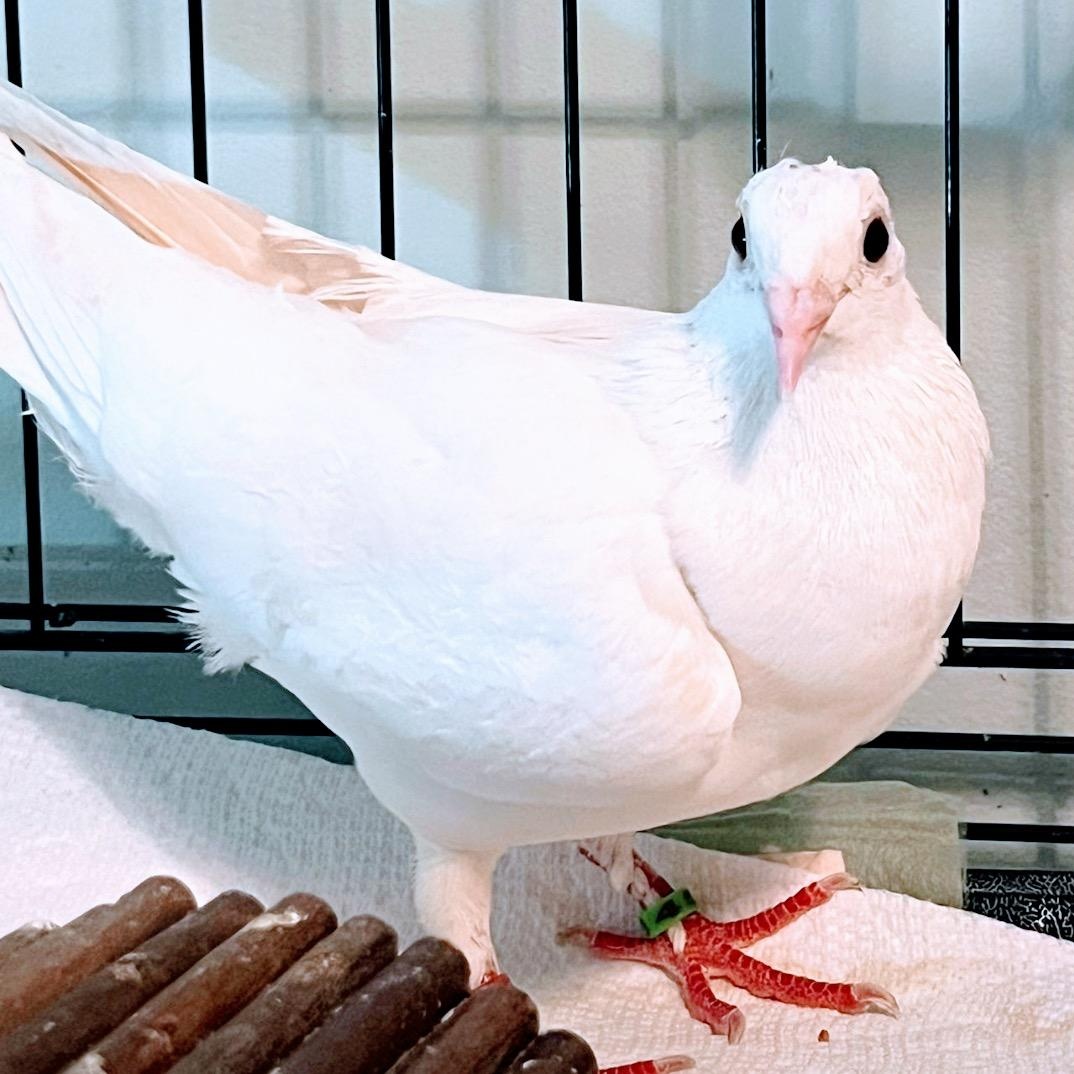 Dove for adoption - Valentina, a Pigeon in Chicago, IL | Petfinder