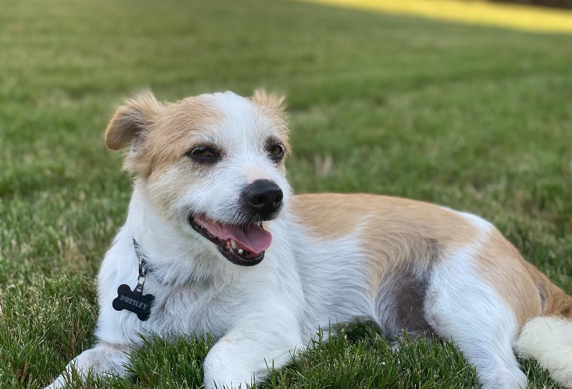Cooper & Milo - Adoptable Pet | Petfinder | Petfinder