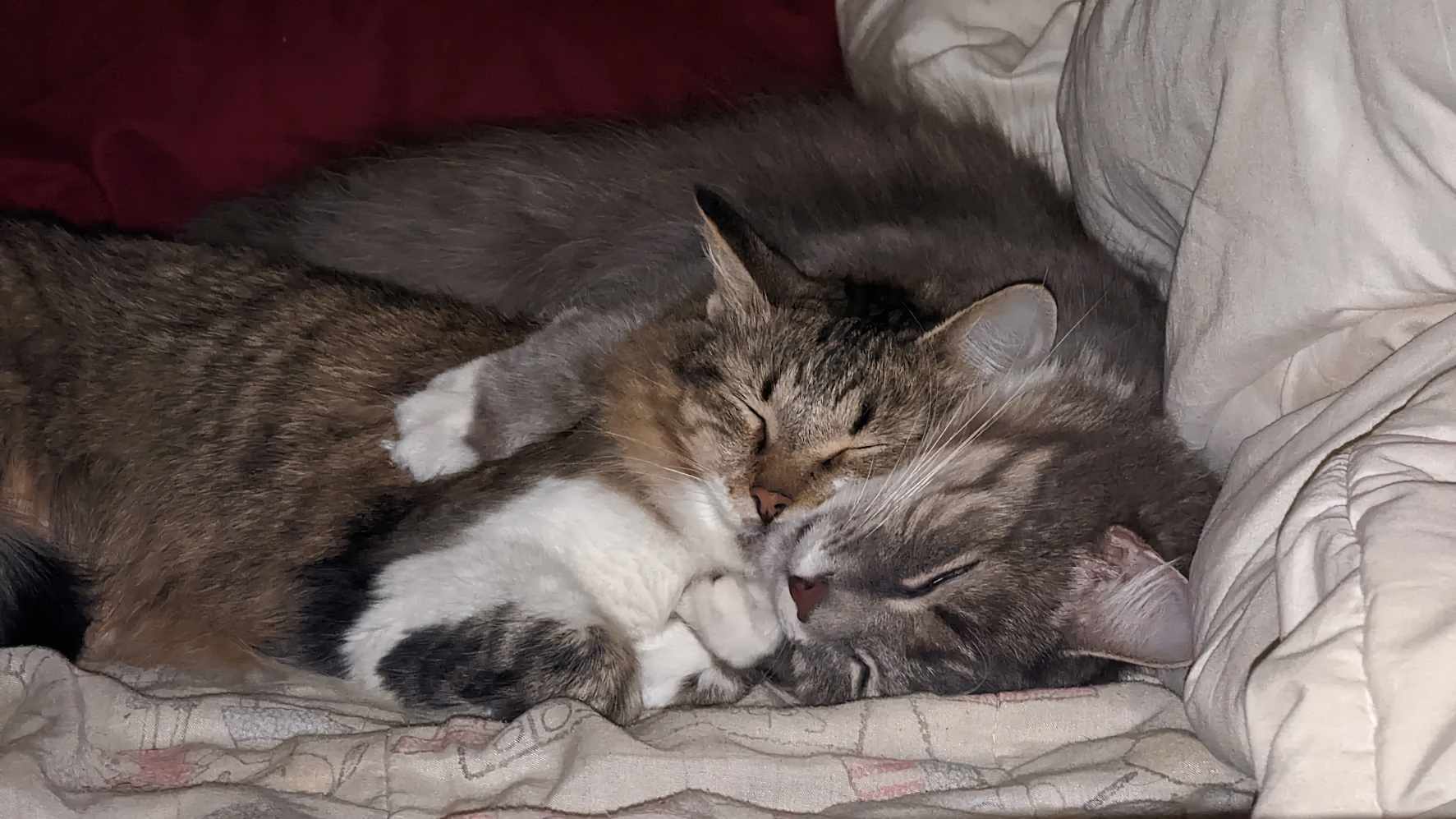 Cat for adoption - Moustique & Mouche (DUO), a Tabby in Verdun, QC ...