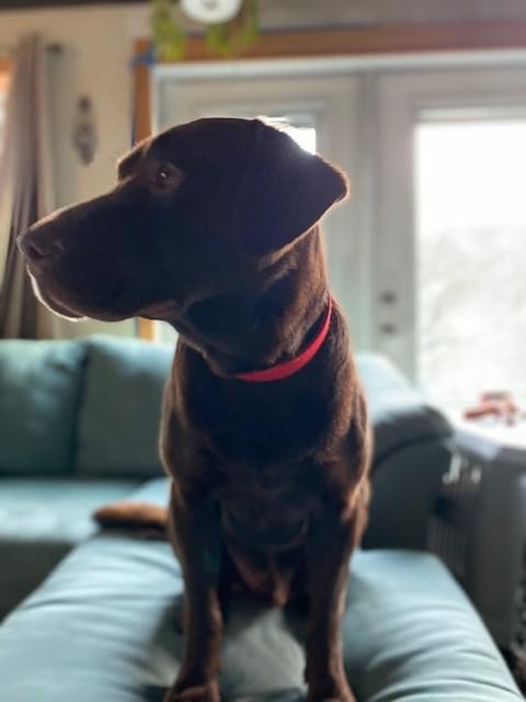 Vermont Dog Adoptions | Dogs for Adoption in VT