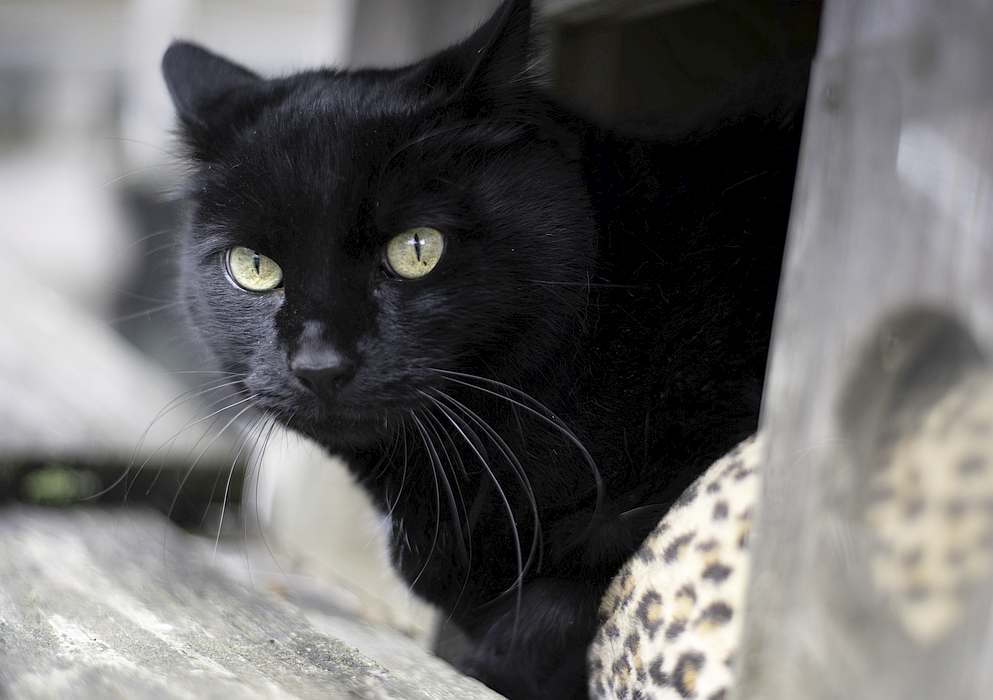 Cat for adoption - SPROCKETT, a Domestic Short Hair in Sequim, WA ...