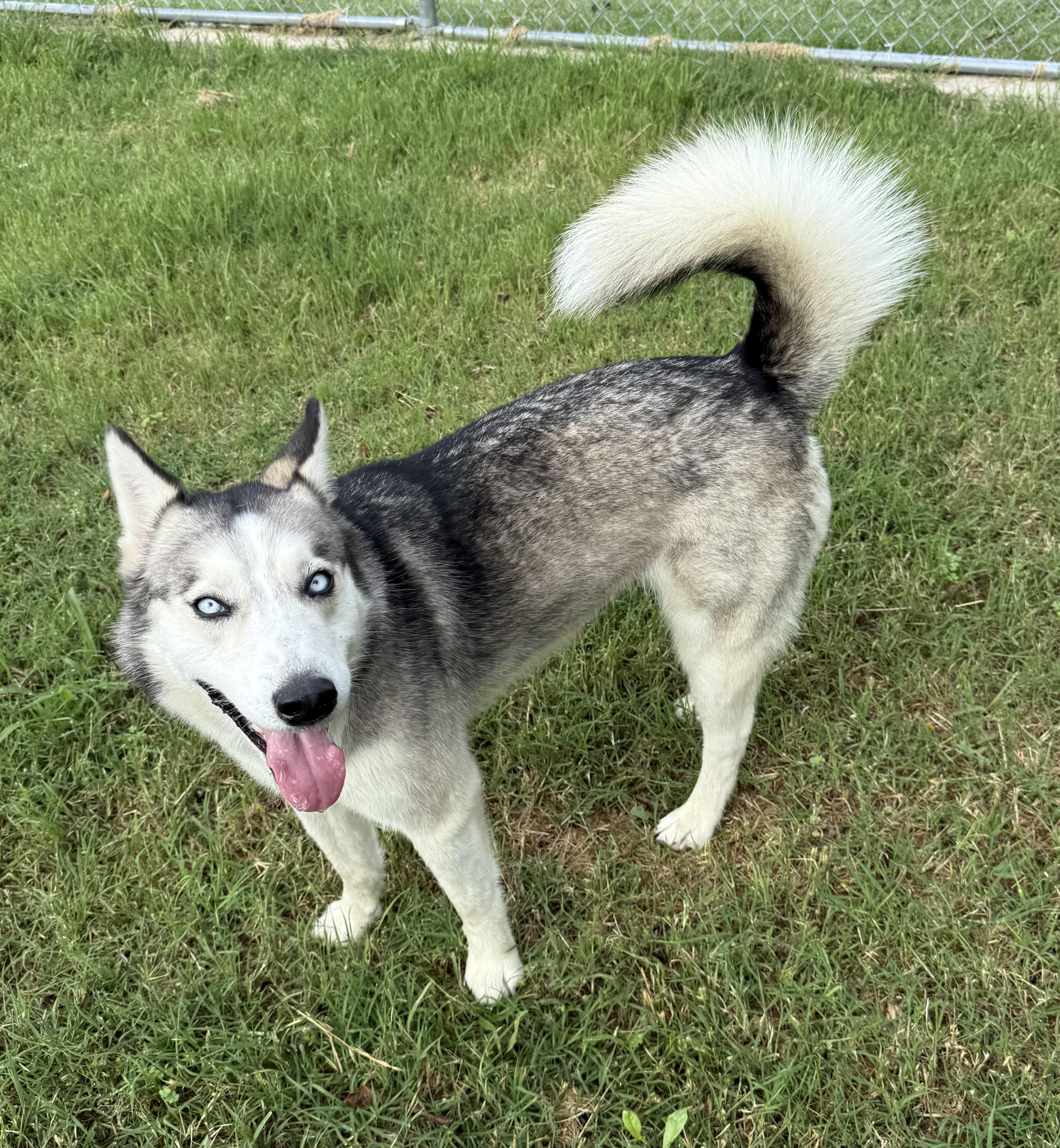 Dog for adoption - Raine, a Husky in Denver, CO | Petfinder