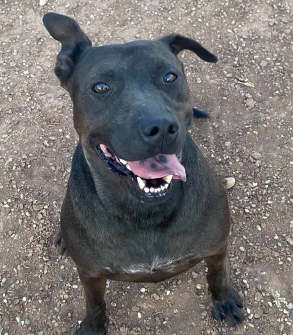 Dog for adoption - Hercules, a Black Labrador Retriever & Pit Bull Terrier Mix in Aurora, CO ...