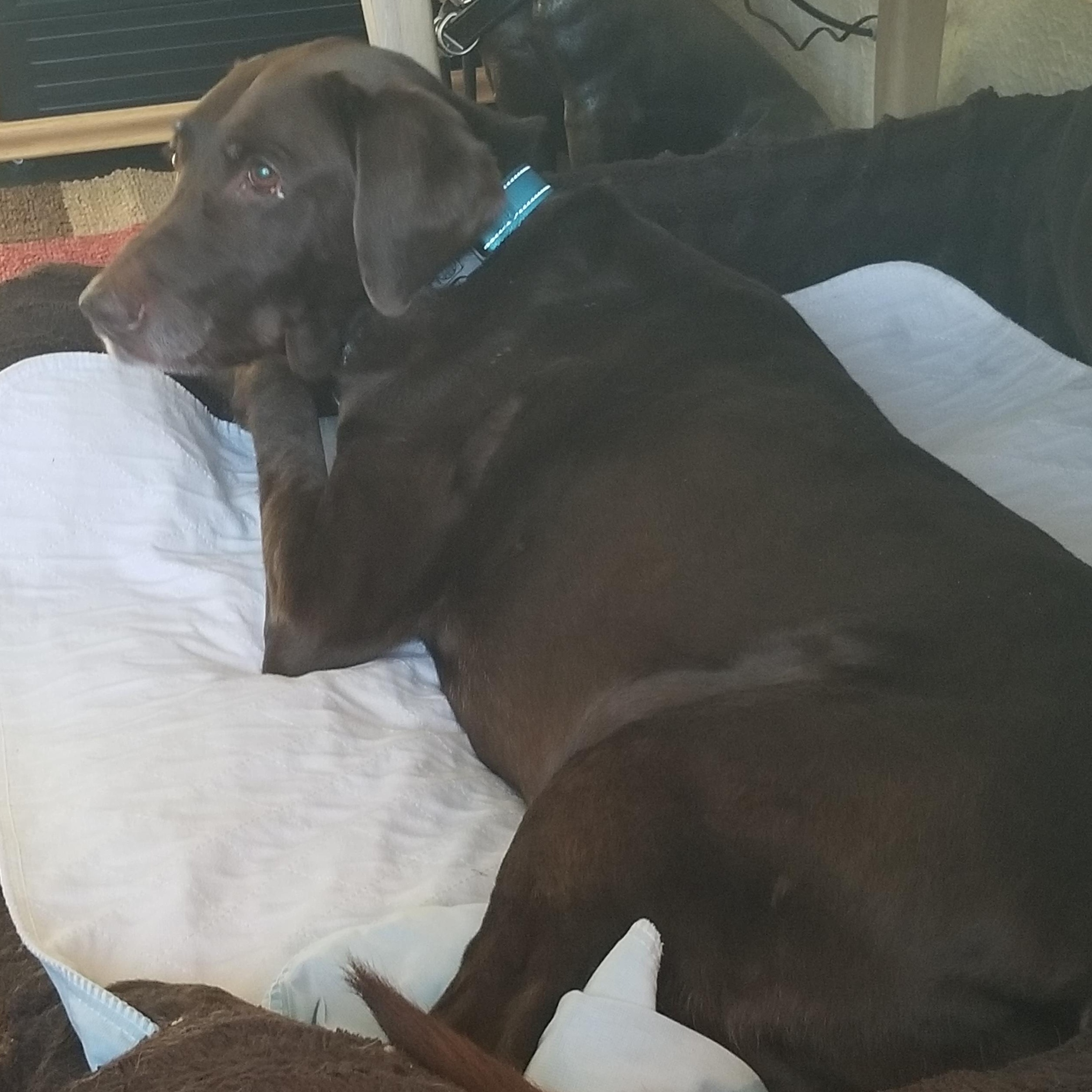 Dog for adoption - Star, a Chocolate Labrador Retriever & German ...