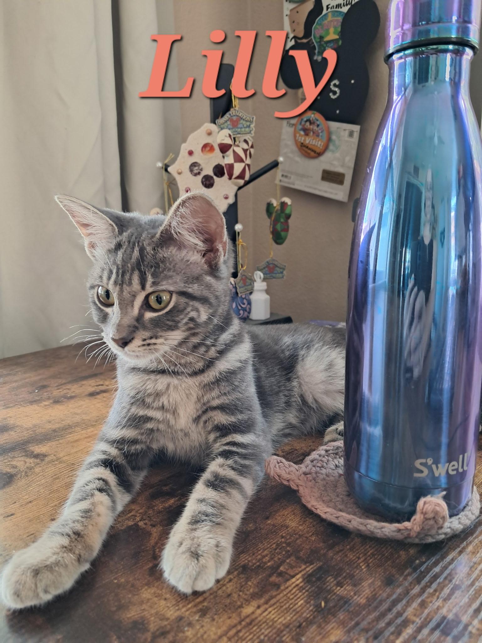 Cat for adoption - Lilly, a Russian Blue in New Port Richey, FL | Petfinder