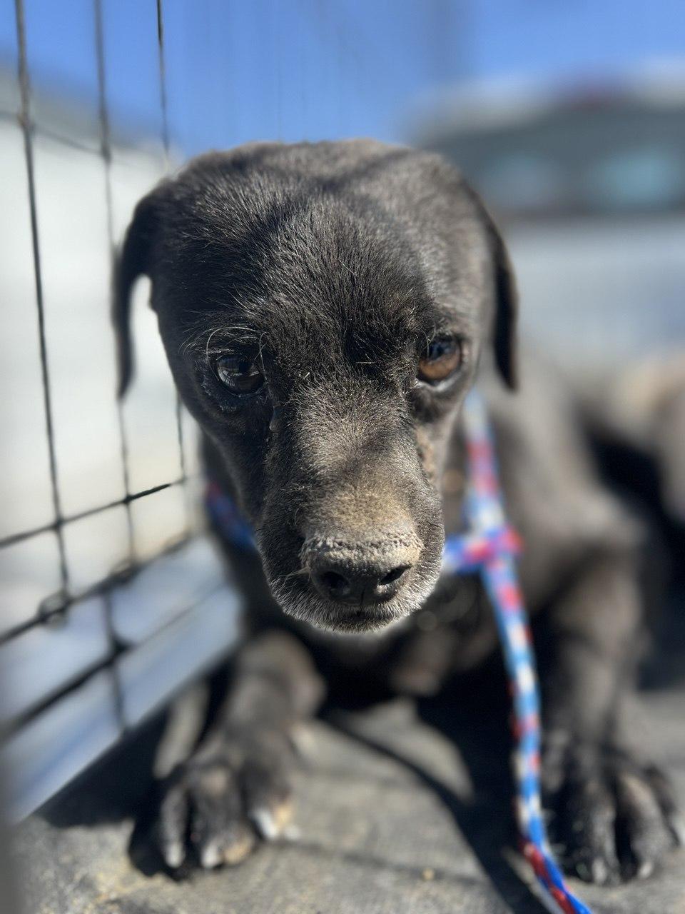 Dog for adoption - SCREECH (AVAILABLE JULY 24, 2025), a Chihuahua in ...