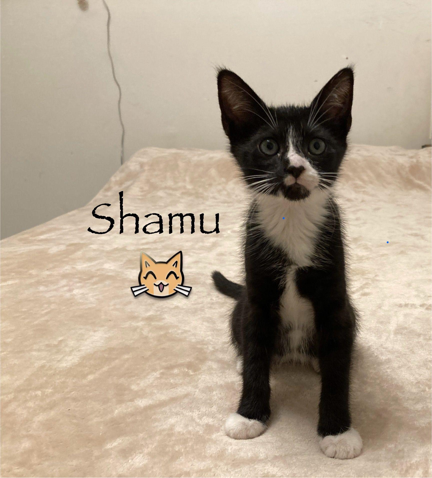Cat for adoption - Shamu, a Domestic Short Hair Mix in Miami, FL ...