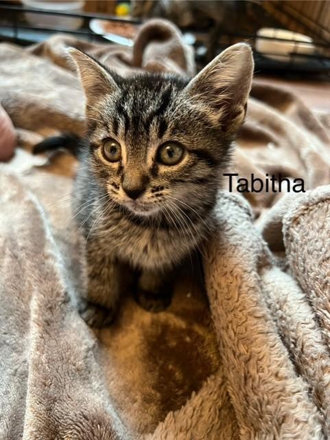 Cat for adoption - kittens, a Domestic Short Hair in Westfield, MA ...