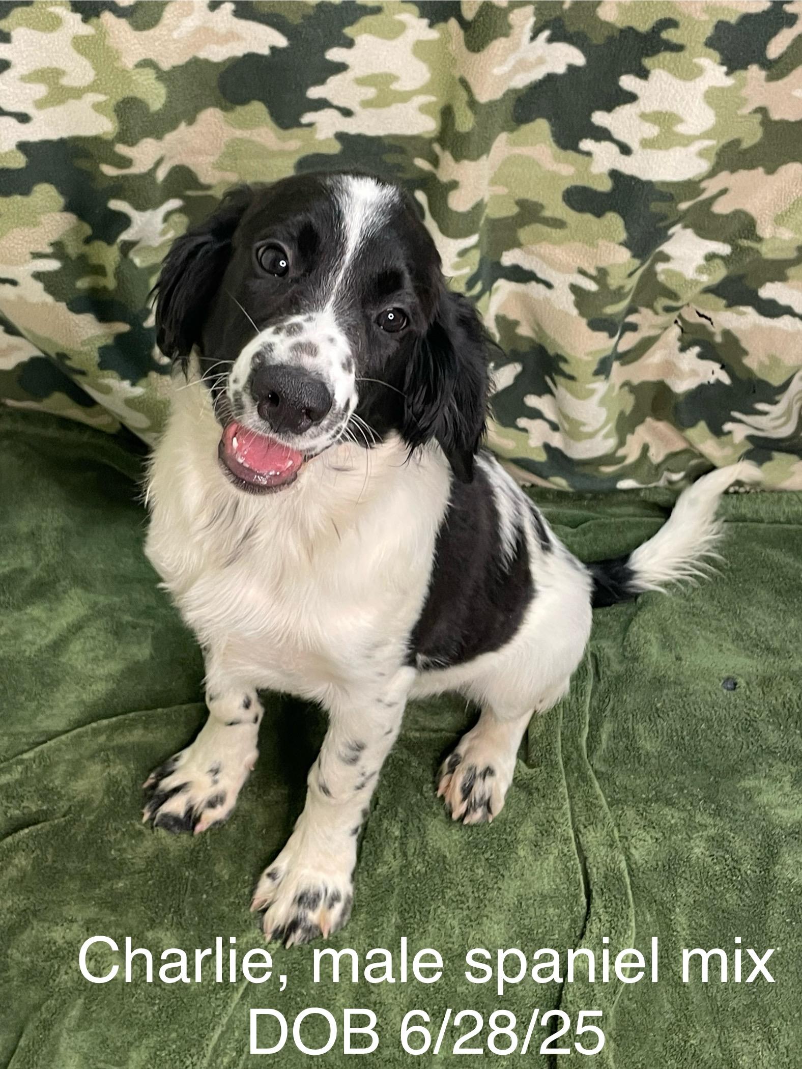 Available Dogs - The A.R.K - Animal Recycling Kennel