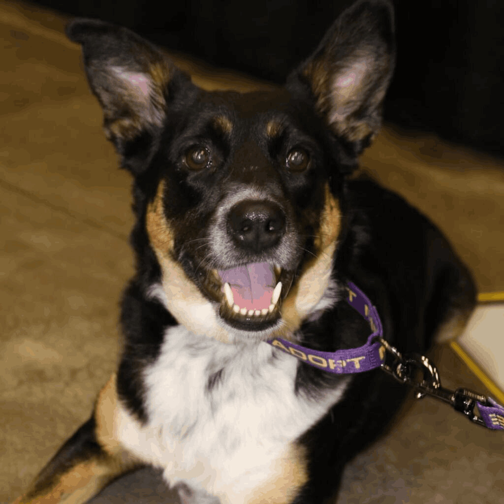 Dog for adoption - Mandy JoC, an Australian Shepherd & Australian Cattle Dog / Blue Heeler Mix ...