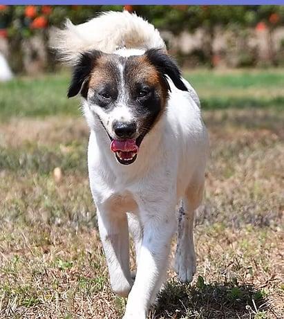 Dog for adoption - Luca, a Terrier Mix in EL COLORADO, JAL | Petfinder