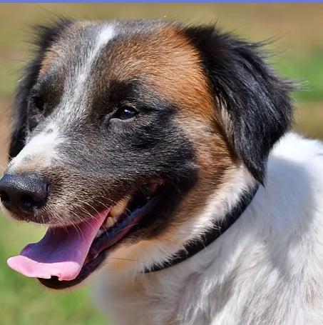 Dog for adoption - Luca, a Terrier Mix in EL COLORADO, JAL | Petfinder