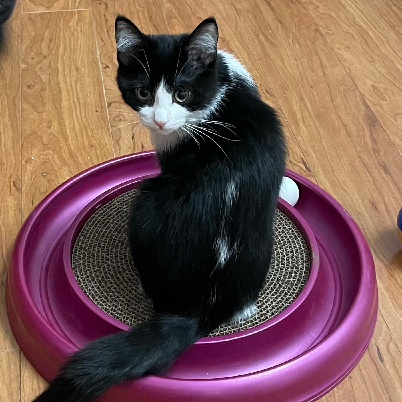 Cat for adoption - Debbie – A Petite Sweetheart!, a Domestic Medium ...