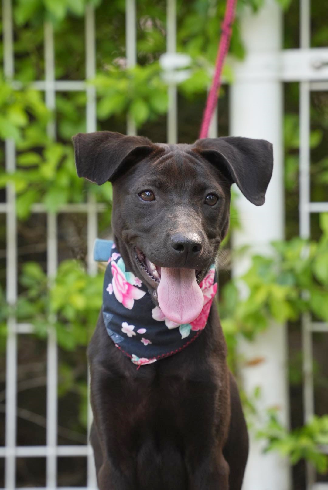 Dog for adoption - Amanda, a Mixed Breed in Bellevue, WA | Petfinder