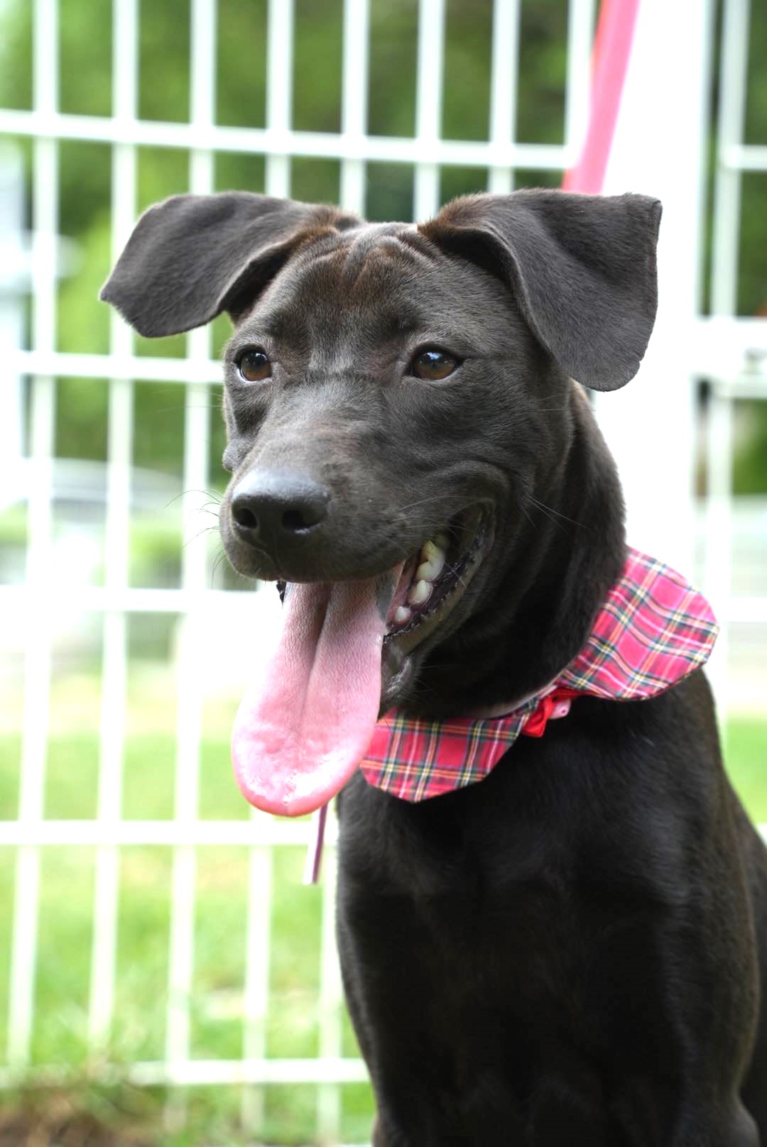 Dog for adoption - Amanda, a Mixed Breed in Bellevue, WA | Petfinder