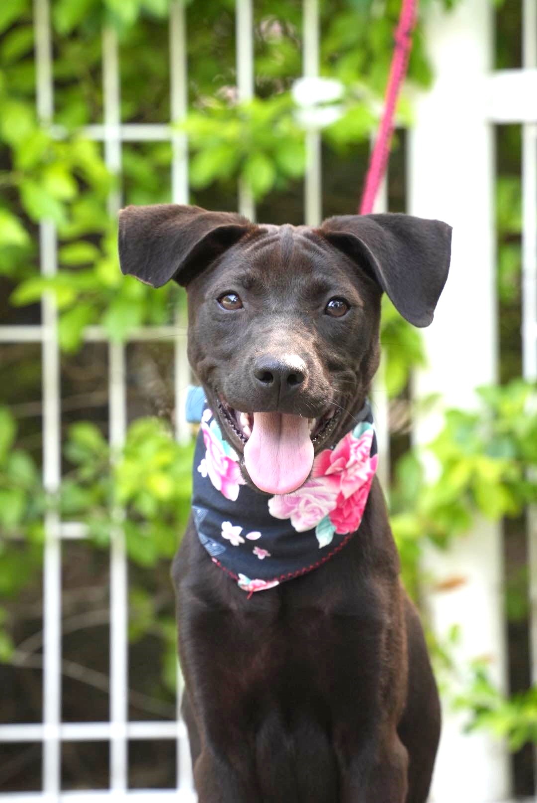 Dog for adoption - Amanda, a Mixed Breed in Bellevue, WA | Petfinder