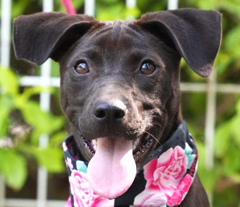 Dog for adoption - Amanda, a Mixed Breed in Bellevue, WA | Petfinder